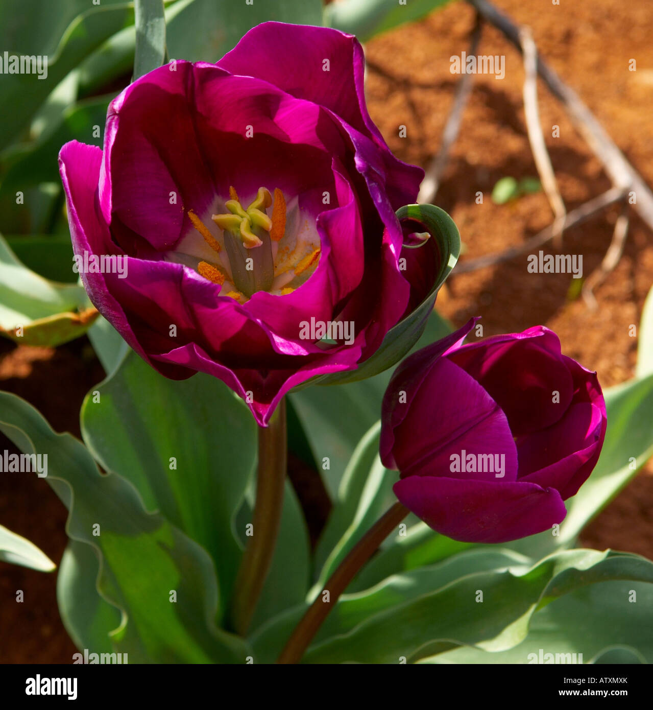 A purple tulip Stock Photo - Alamy