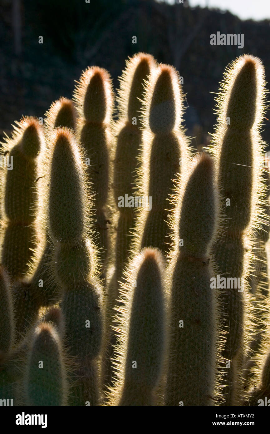 Jardin de Cactus Guatiza Stock Photo - Alamy