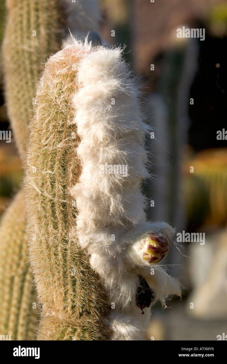Jardin de Cactus Guatiza Stock Photo - Alamy