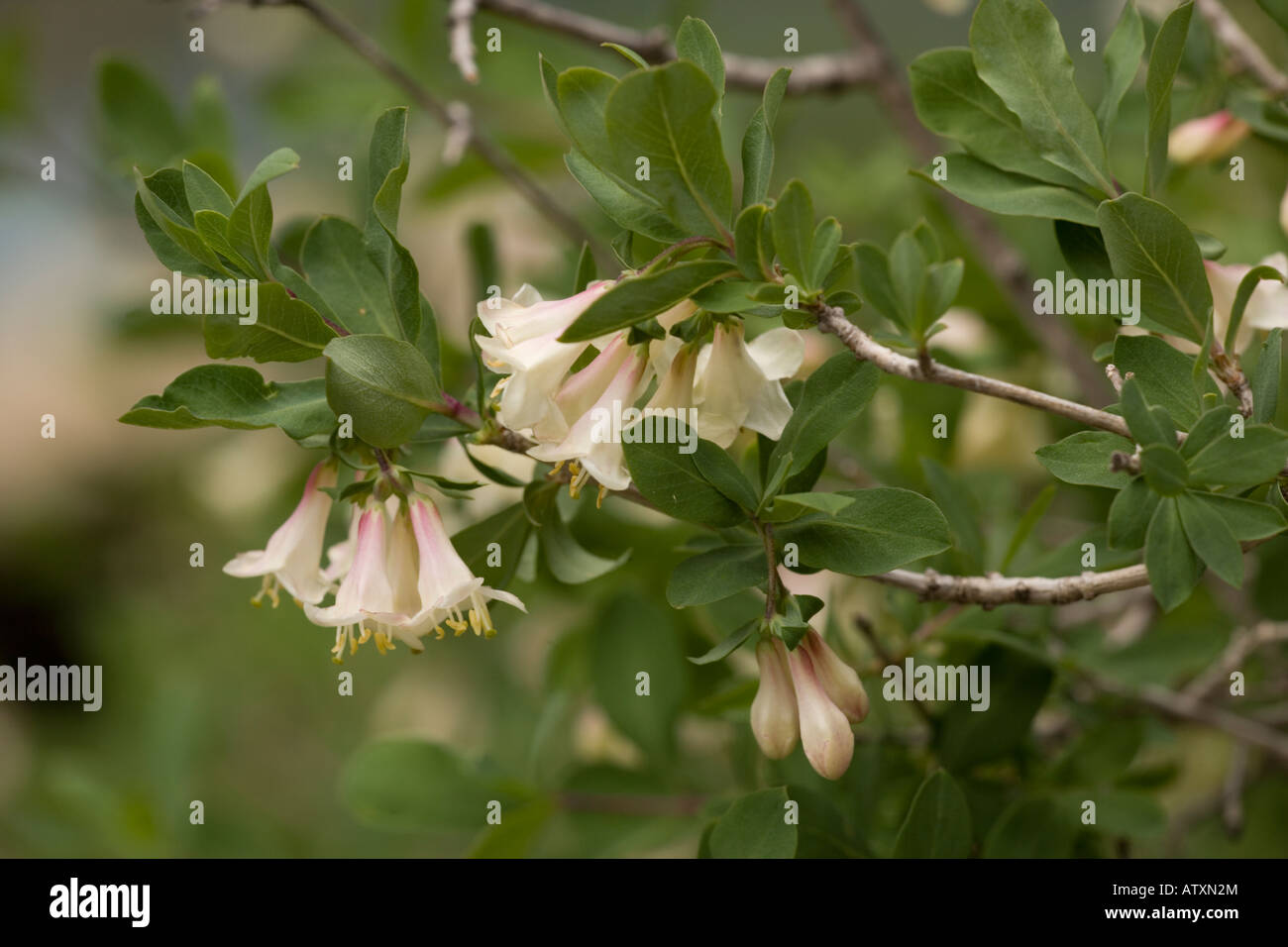 Pyrenean honeysuckle, Lonicera pyrenaica, in flower Pyrenees Stock ...
