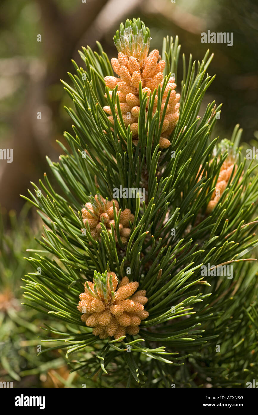 A mountain pine Pinus uncinata in flower Pyrenees Stock Photo - Alamy