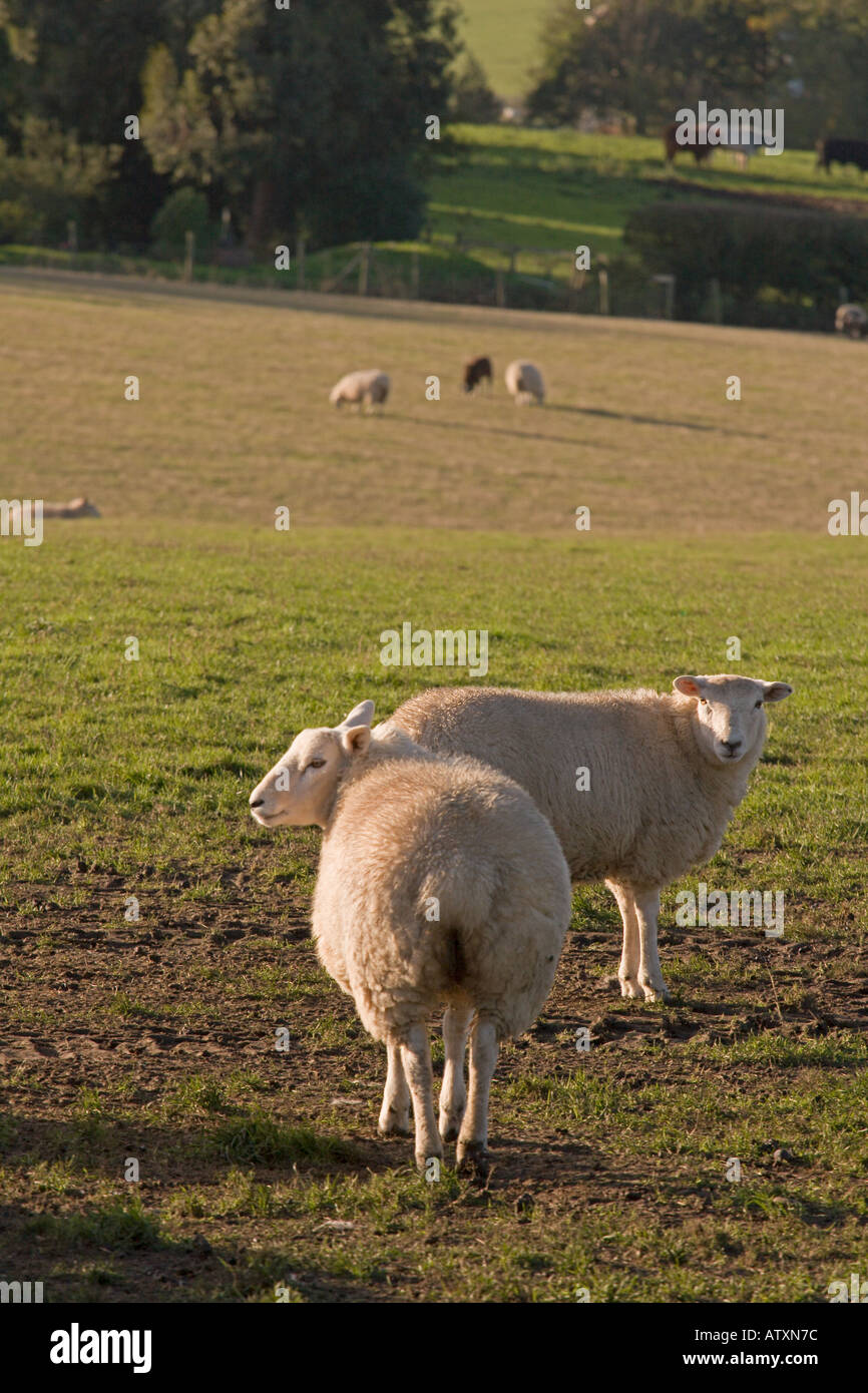 Fingringhoe uk hi-res stock photography and images - Alamy