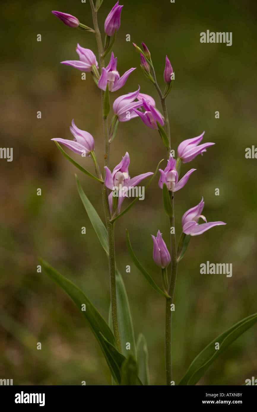 Red Helleborine, Cephalanthera rubra,, very rare in UK Stock Photo - Alamy