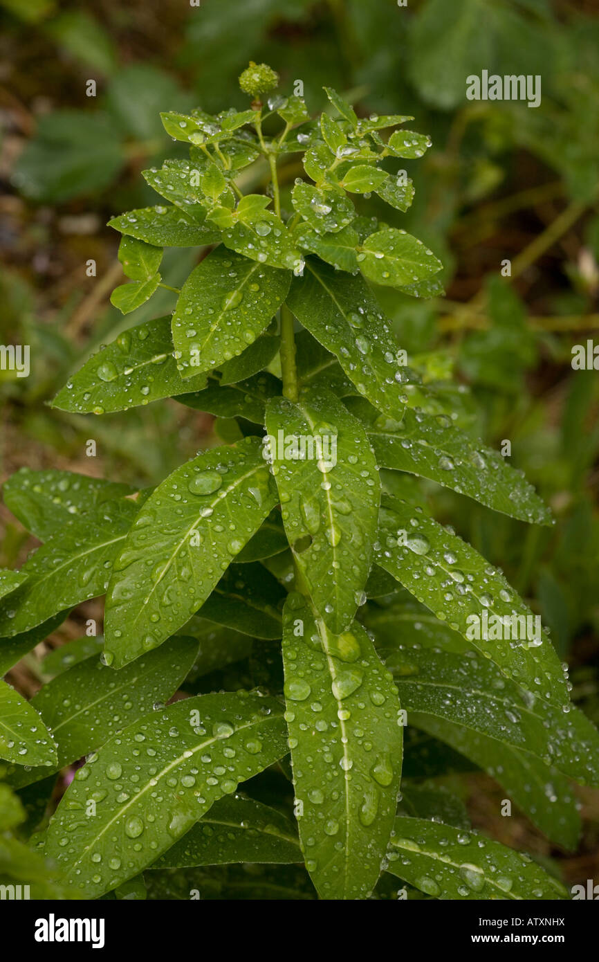 Irish Spurge, Euphorbia hyberna, very rare in UK Stock Photo - Alamy