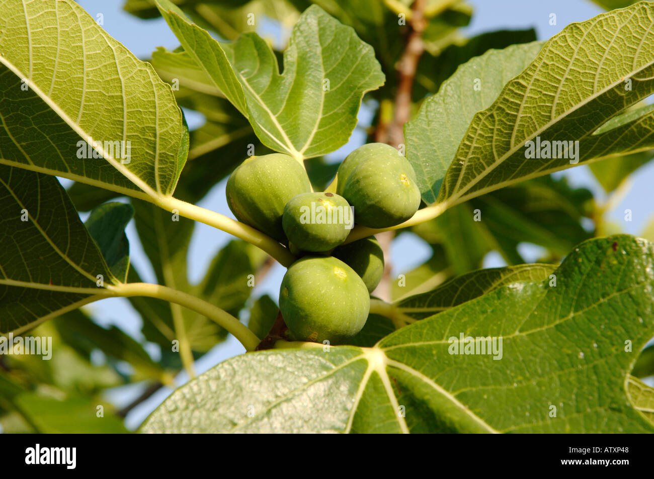 Fig leafed hi-res stock photography and images - Alamy