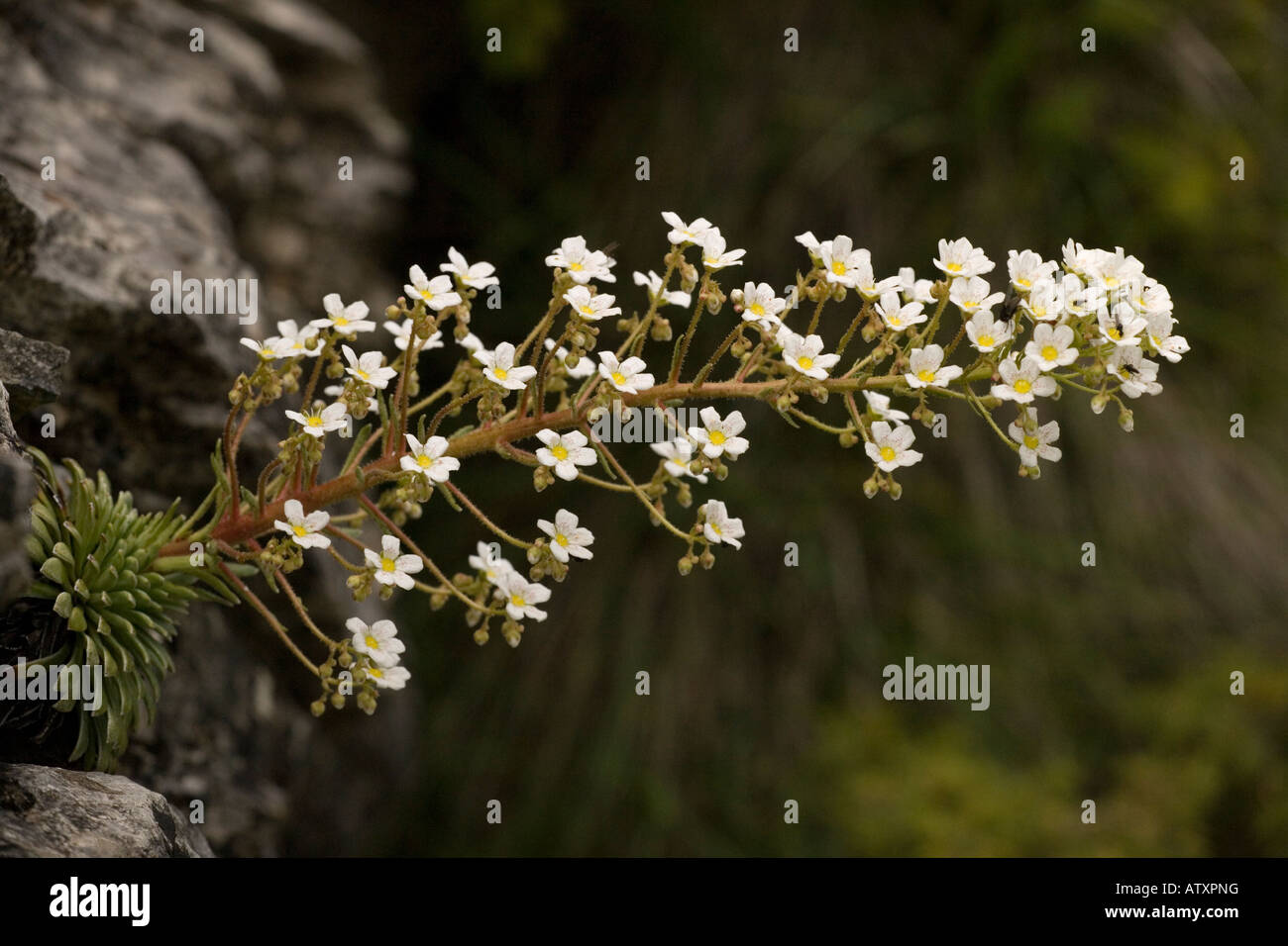 Pyrenean Saxifrage, Saxifraga longifolia, in flower endemic to Pyrenees ...