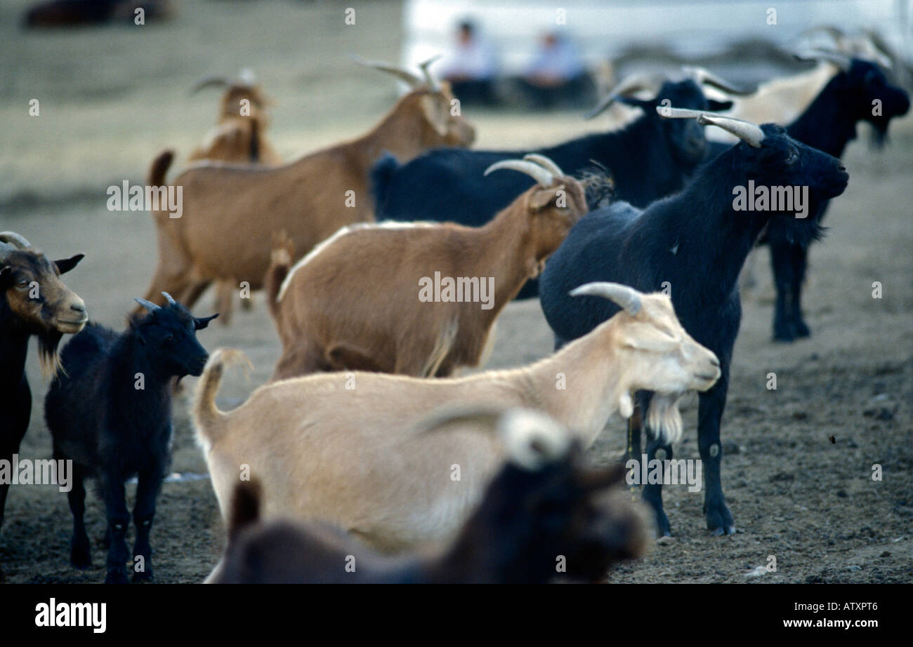 Kashmir goats Mongolia Asia Stock Photo - Alamy