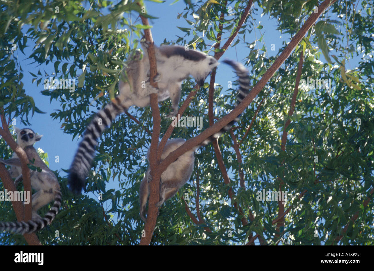 Ring Tailed lemurs Madagascar Indian Ocean Africa Stock Photo - Alamy