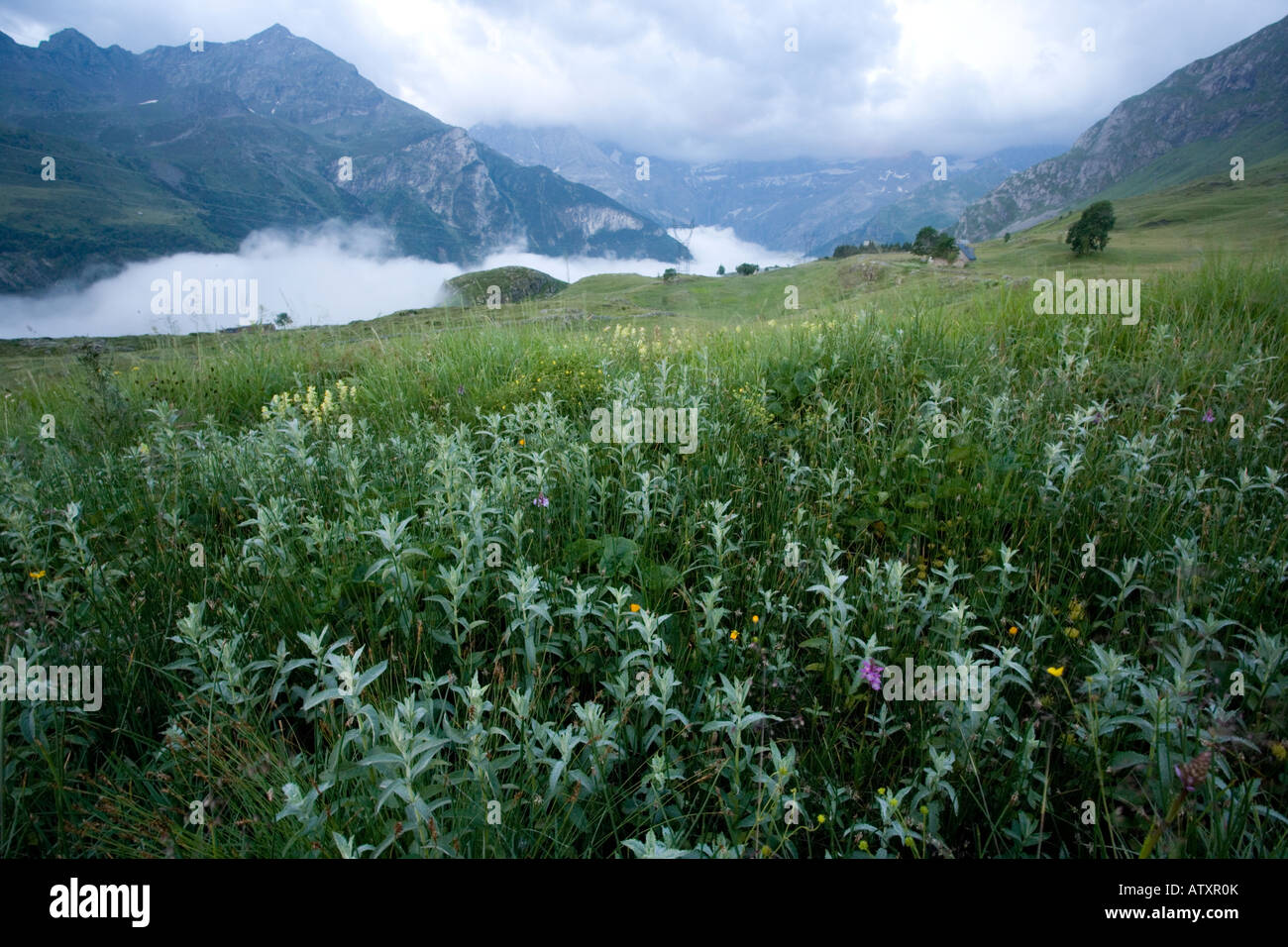Dawn french hi-res stock photography and images - Alamy