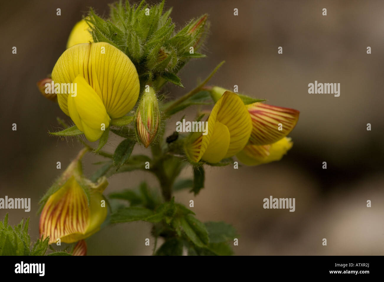 Shrubby restharrow hi-res stock photography and images - Alamy