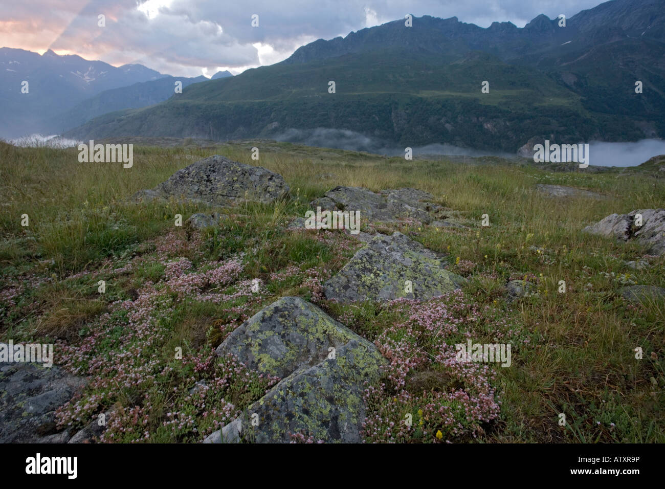 Rock stonecrop hi-res stock photography and images - Alamy