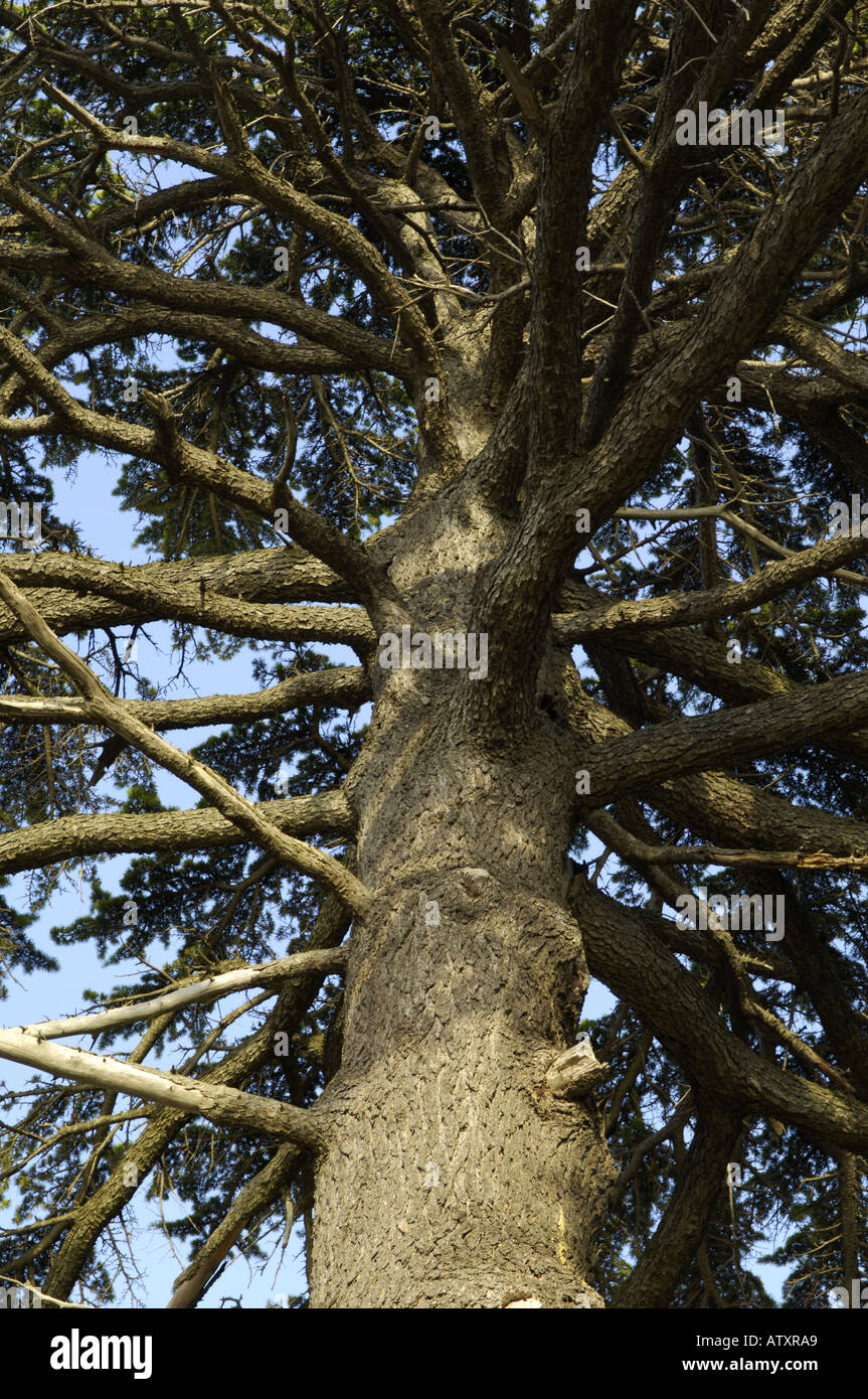 Ramnification hi-res stock photography and images - Alamy