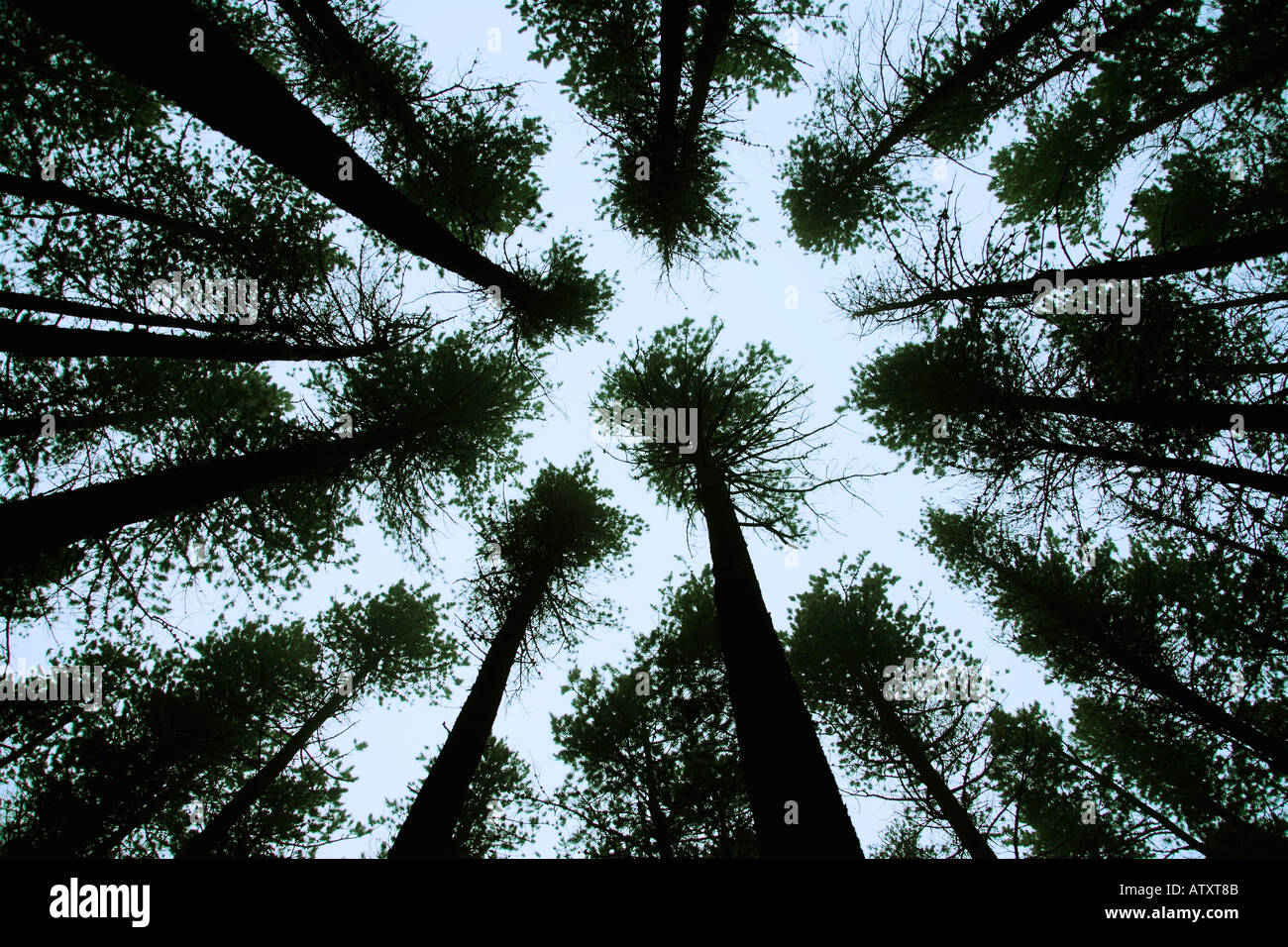 Surrounded by trees Stock Photo - Alamy