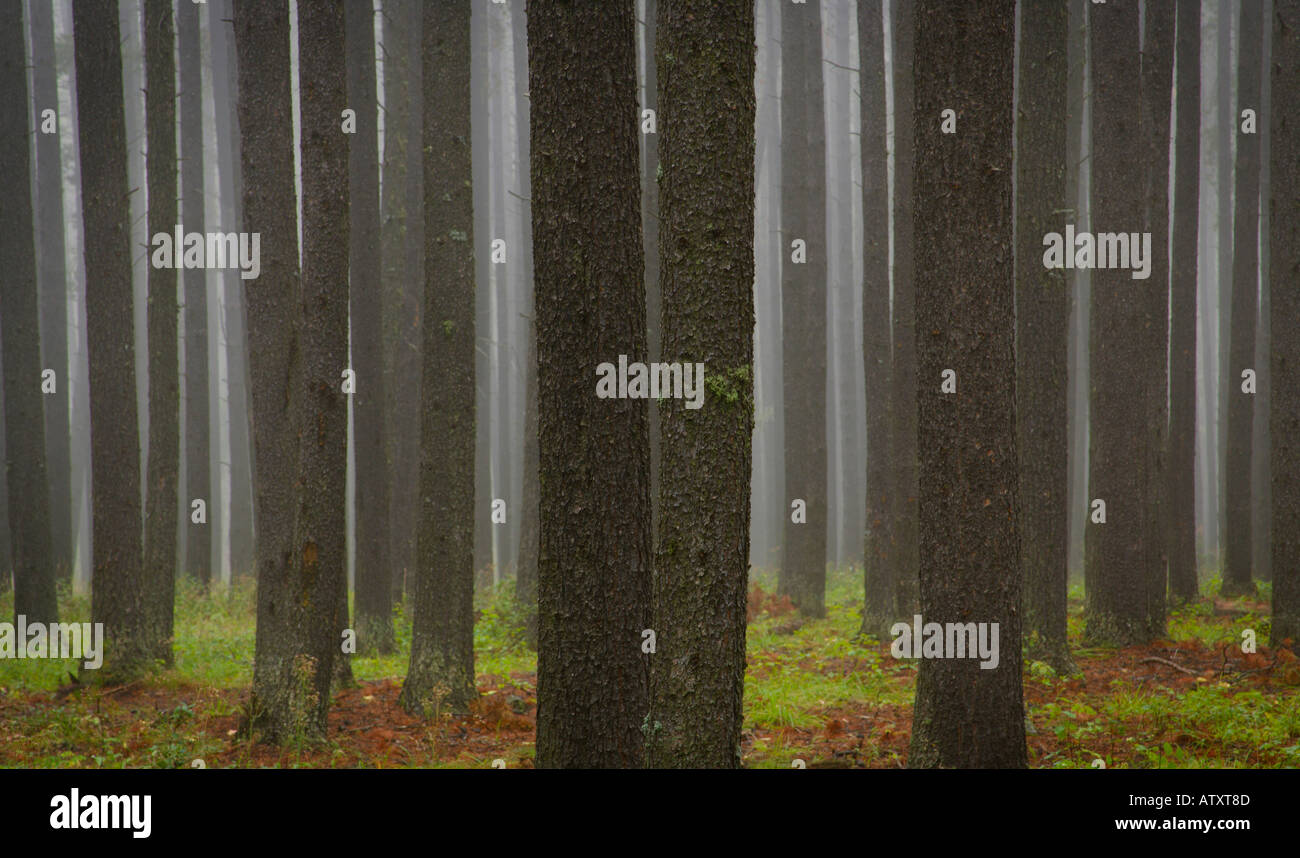 Repetition nature hi-res stock photography and images - Alamy