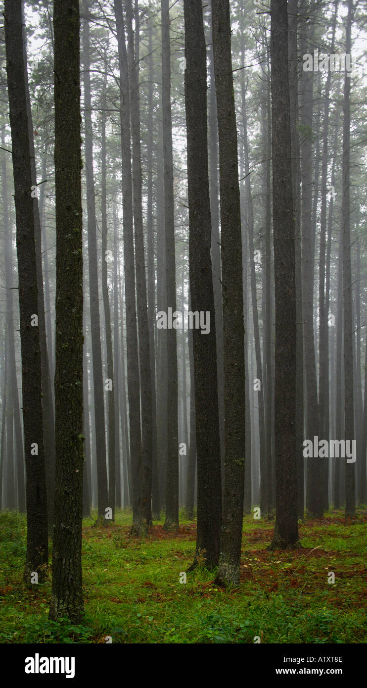 Repetition nature hi-res stock photography and images - Alamy