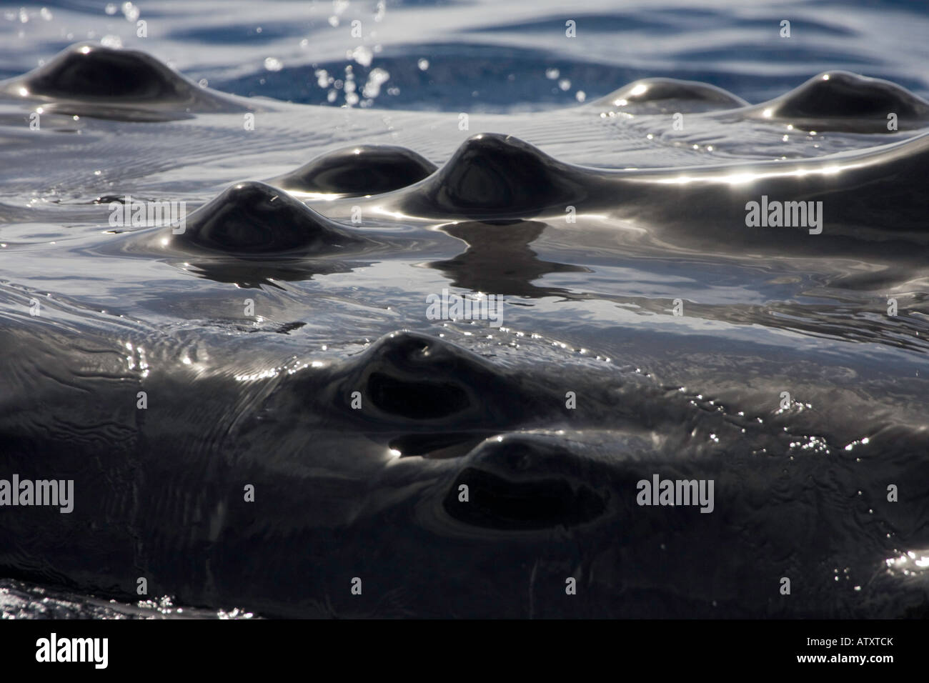 A close look at the bump like knobs, known as tubercles, on the top of the head of a humpback ...