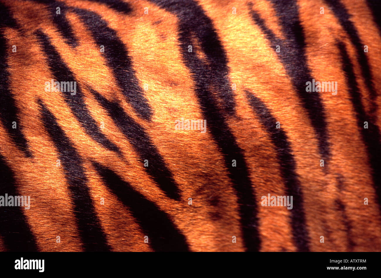 close up of tiger skin Stock Photo - Alamy