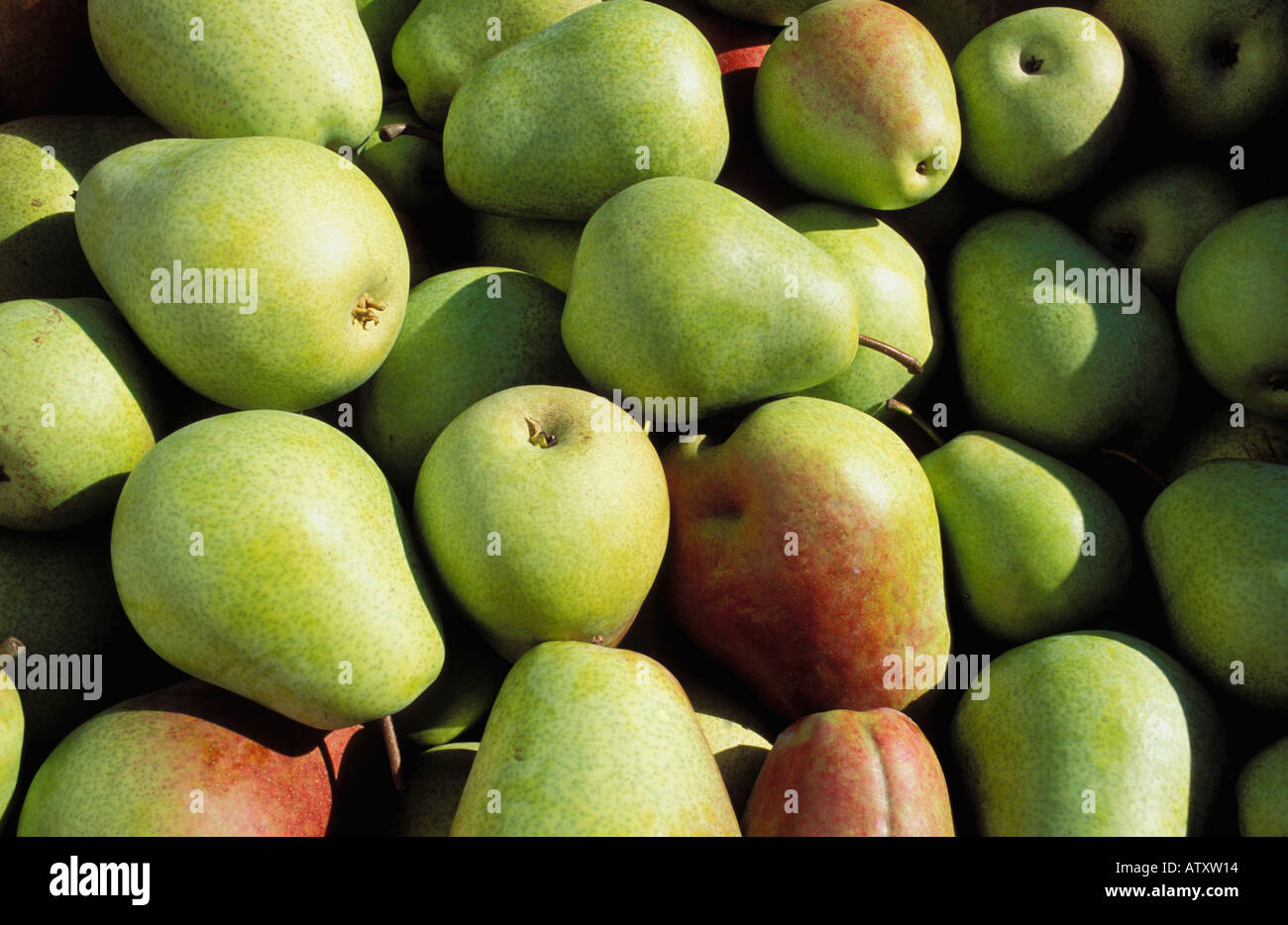 David pears hi-res stock photography and images - Alamy