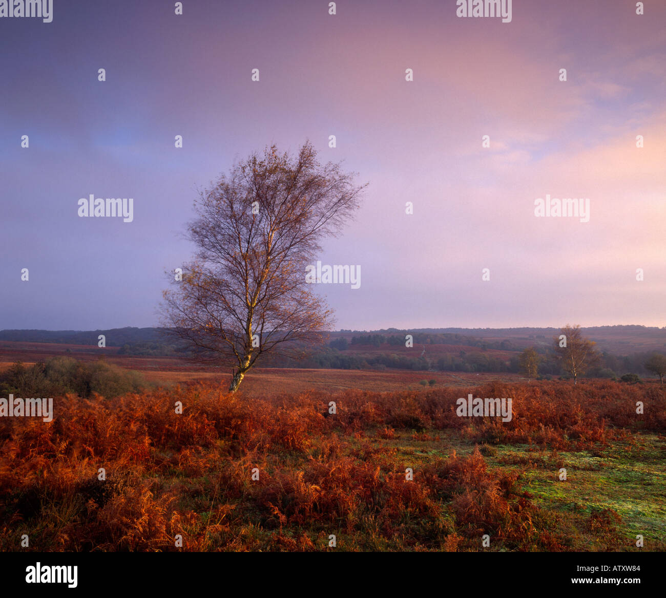 Fritham woods hi-res stock photography and images - Alamy