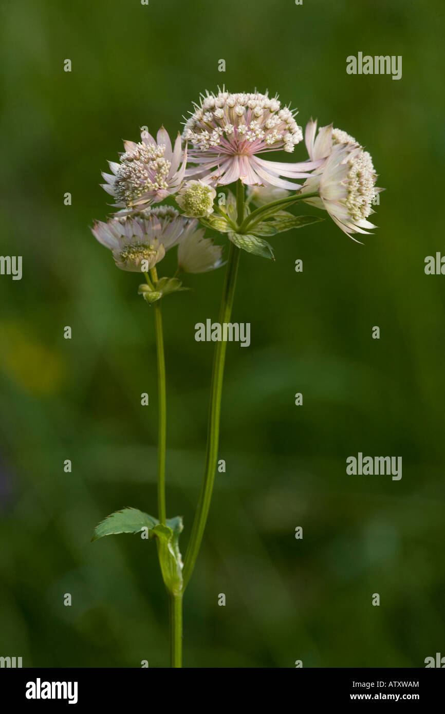 Great Masterwort or Mountain Sanicle Astrantia major in mountain ...