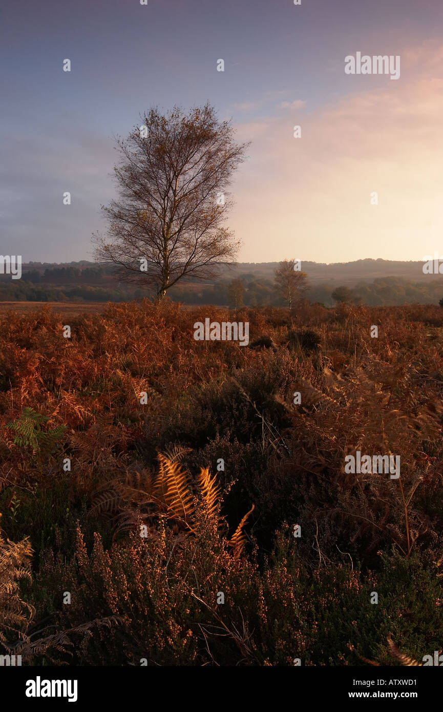 Fritham woods hi-res stock photography and images - Alamy