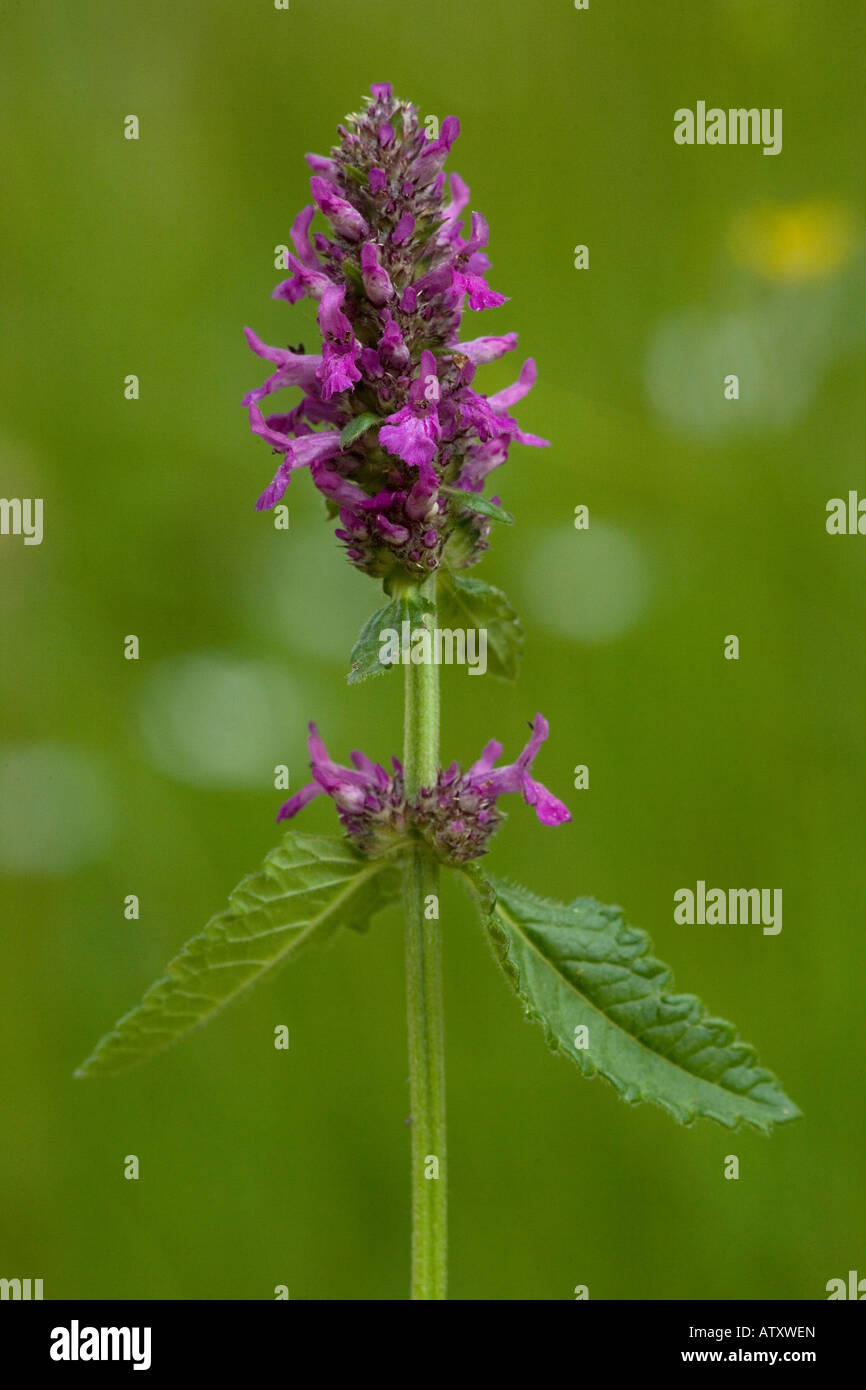 Stachys Officinalis High Resolution Stock Photography and Images - Alamy