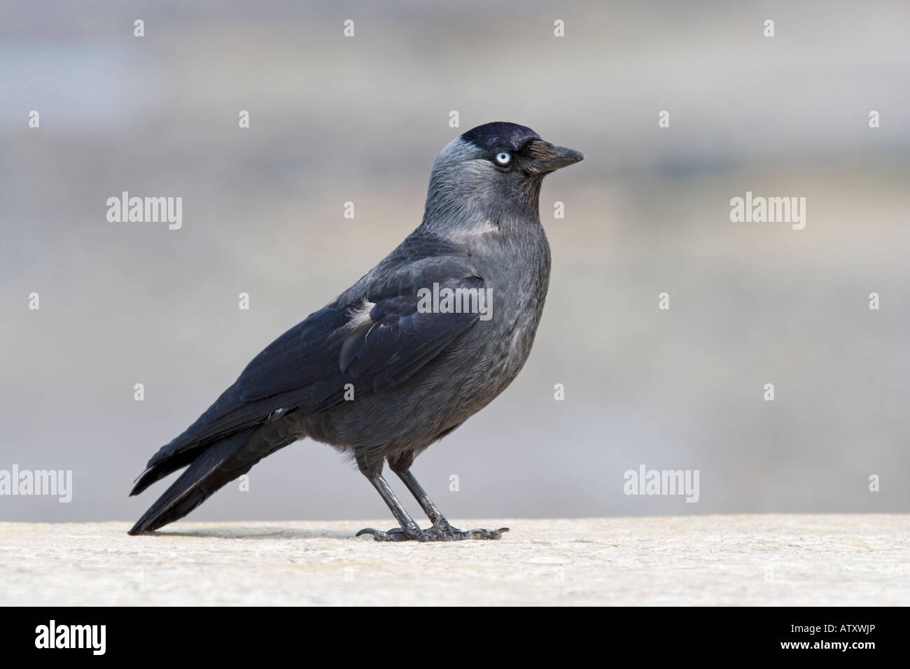 Cadigan Stock Photos & Cadigan Stock Images - Alamy