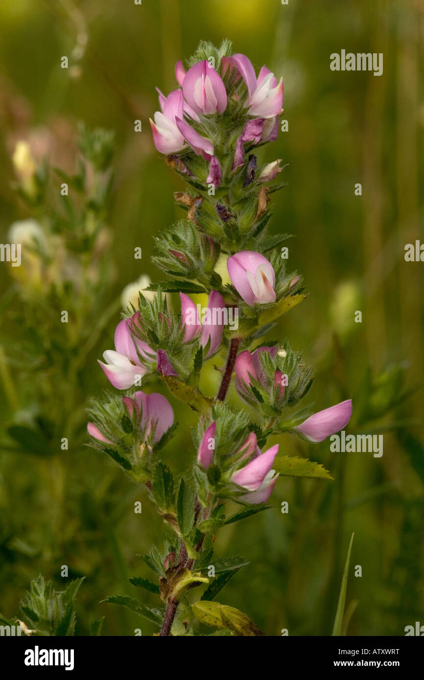 Ononis spinosa ssp arvensis hi-res stock photography and images - Alamy