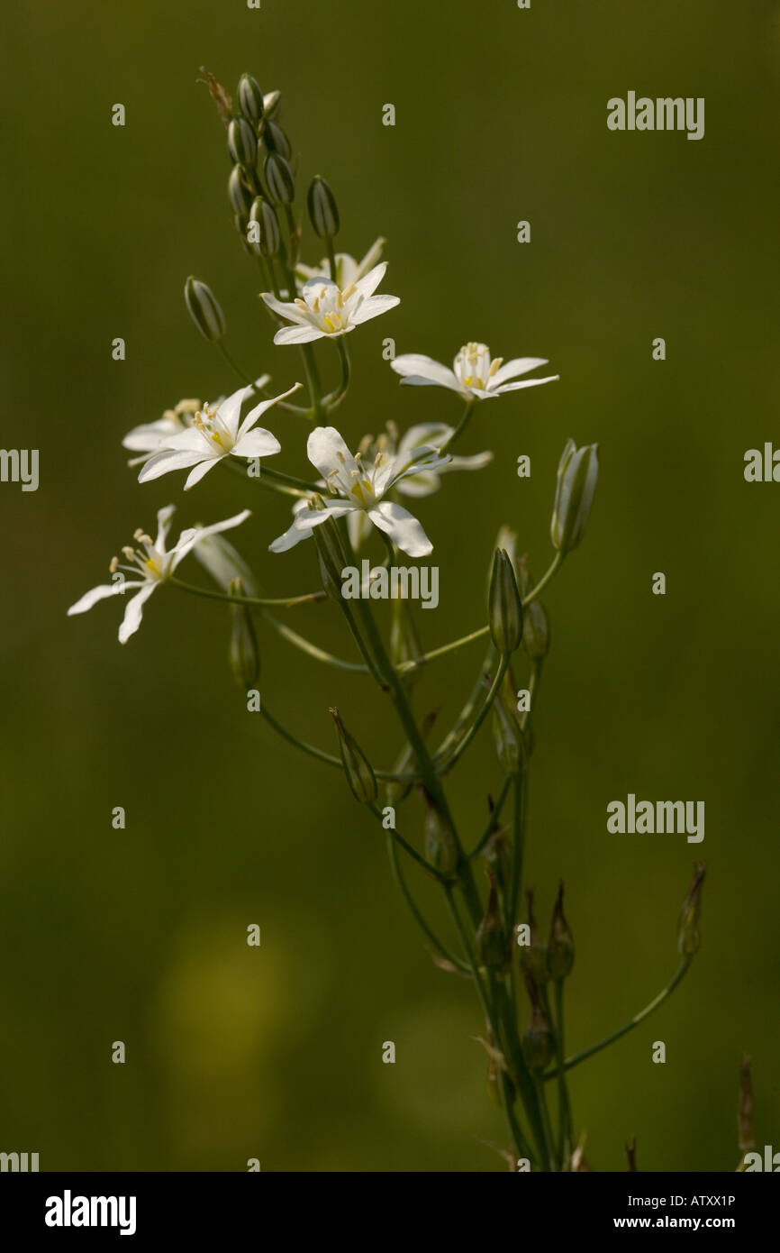 Pyramidale High Resolution Stock Photography and Images - Alamy