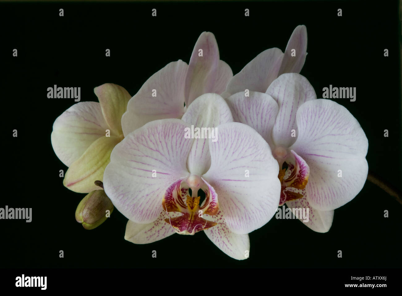 Orchid phalaenopsis orchidaceae hi-res stock photography and images - Alamy