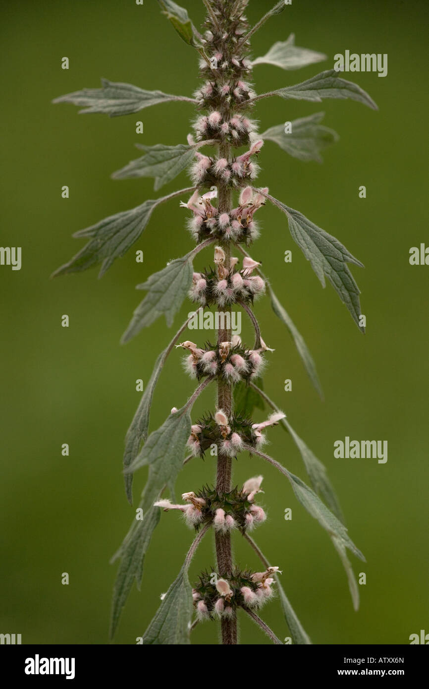 Motherwort Leonurus Cardiaca In Flower Close Up Stock Photo Alamy