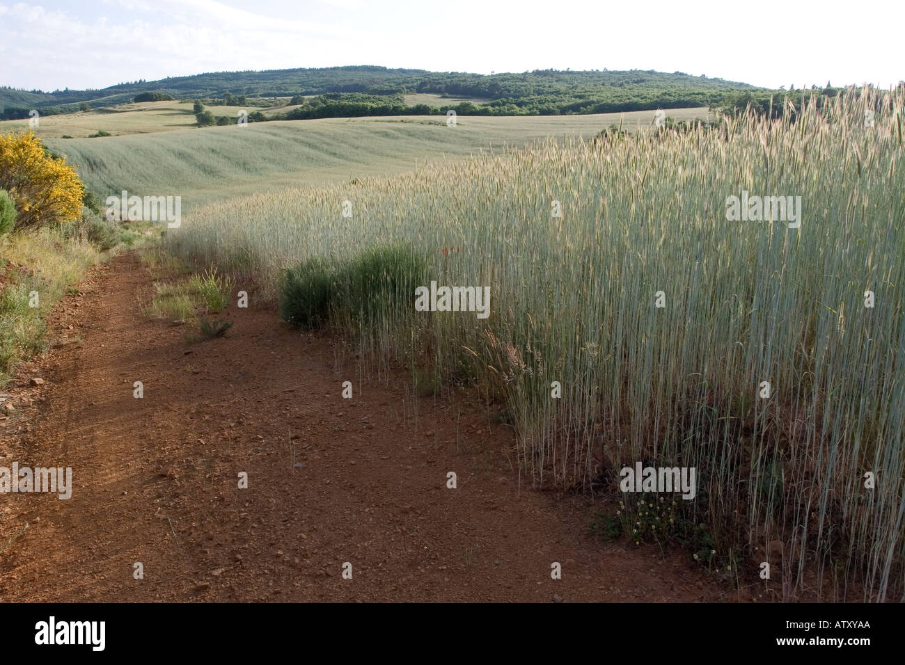 Europe grass field hi-res stock photography and images - Alamy