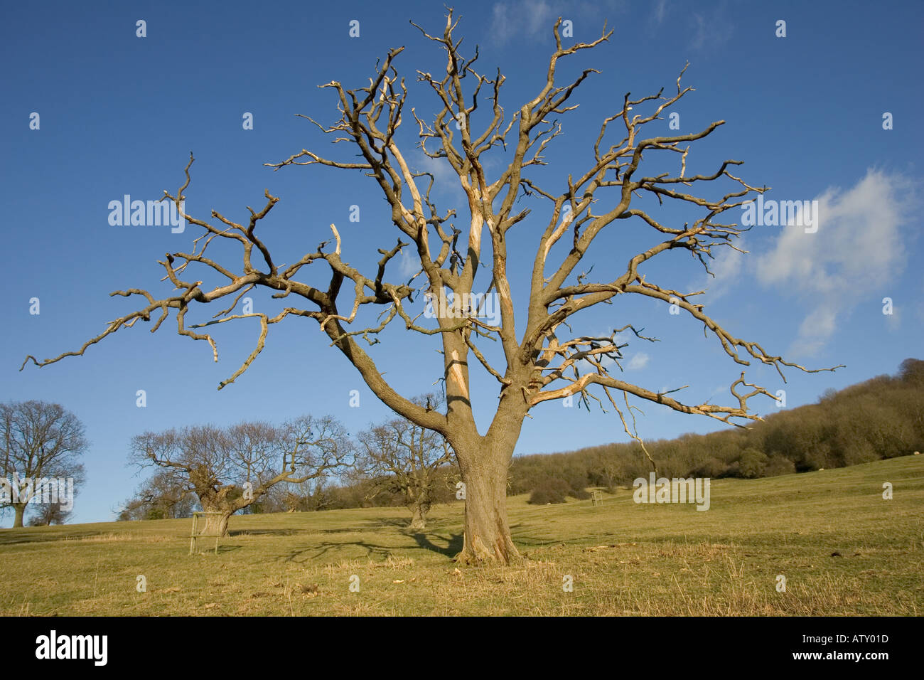 Dead tree in sloping field Cotswold Escarpment below Cleeve Hill ...