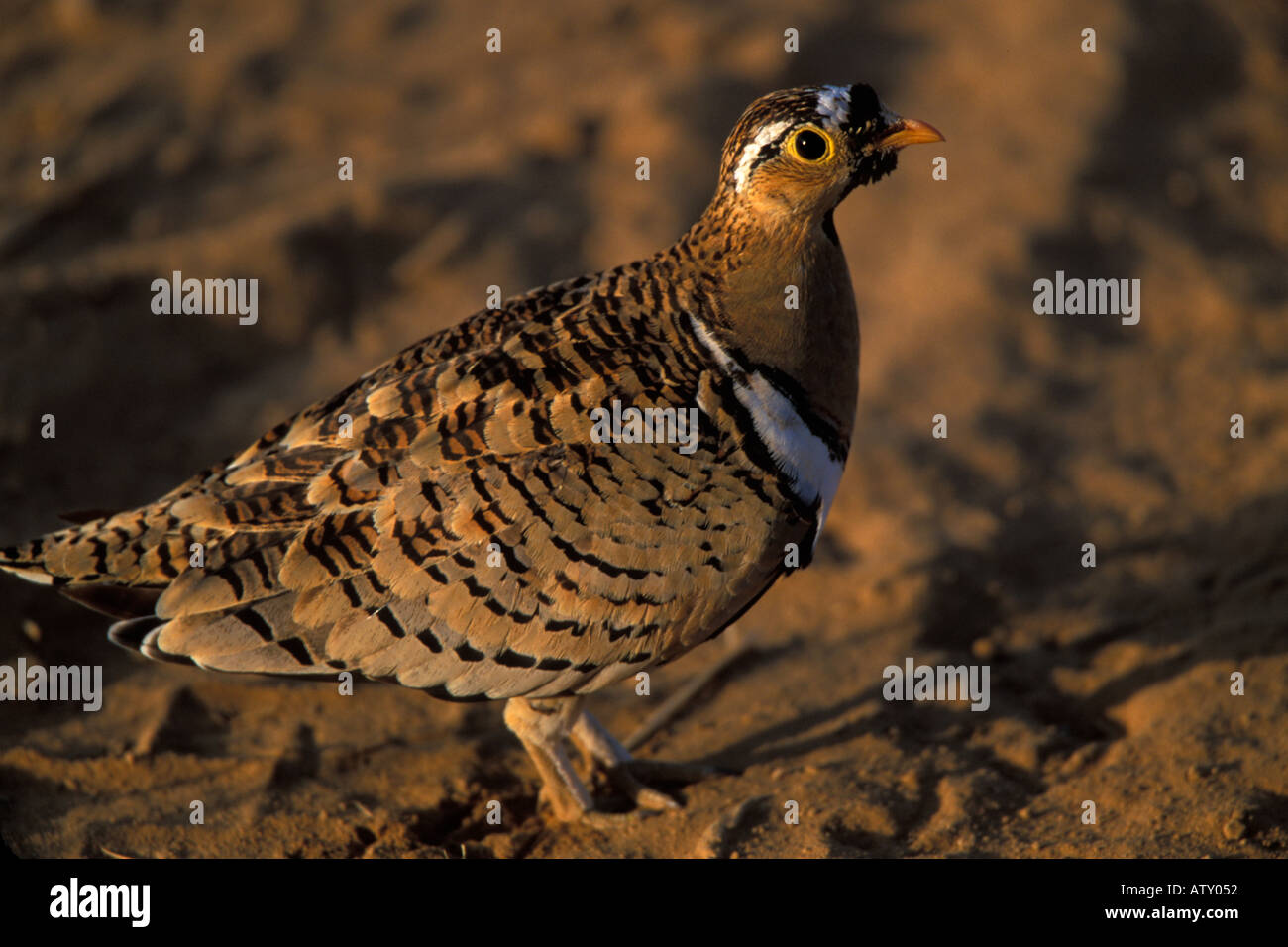 Black faced sand grouse hi-res stock photography and images - Alamy