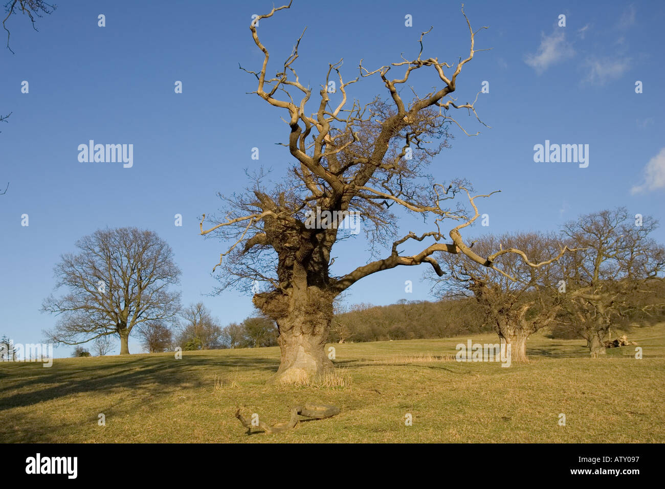 Old oak tree in sloping field Cotswold Escarpment below Cleeve Hill ...