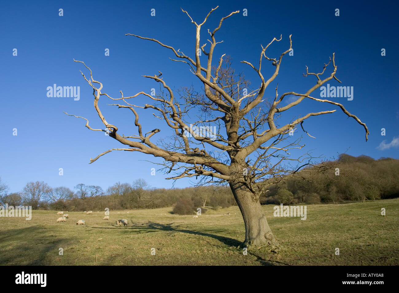 Old oak tree in sloping field Cotswold Escarpment below Cleeve Hill ...