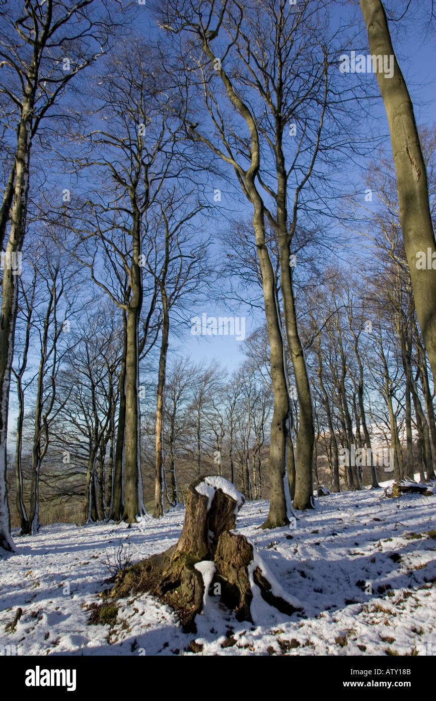 Beech tree coppice after light snow fall Cotswold Escarpment below ...
