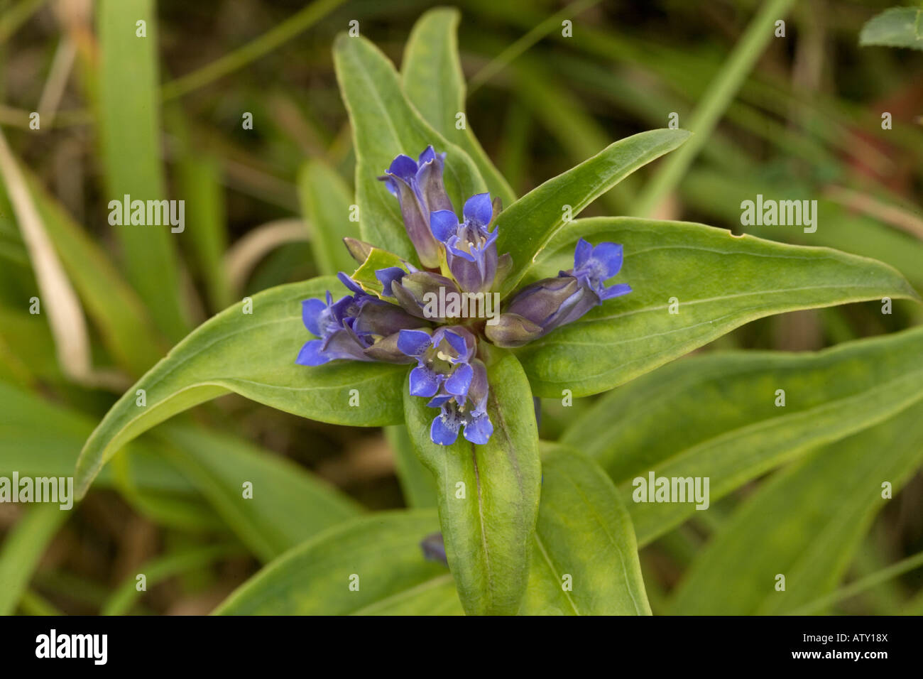 Cross Gentian Gentiana cruciata in flower Romania Stock Photo - Alamy