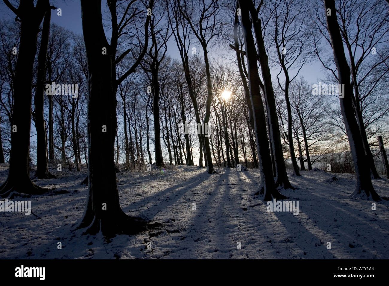Beech tree coppice after light snow fall Cotswold Escarpment below ...