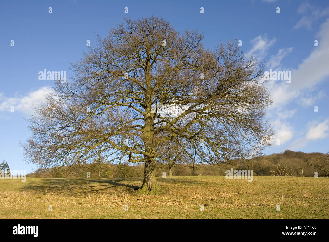 Old oak tree on sloping field in winter Cotswold Escarpment below ...