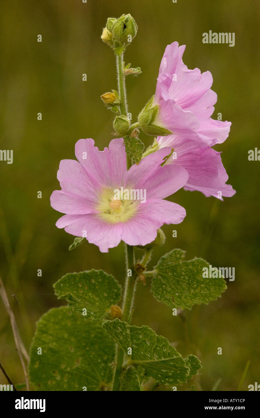 Hollyhock alcea pallida hi-res stock photography and images - Alamy