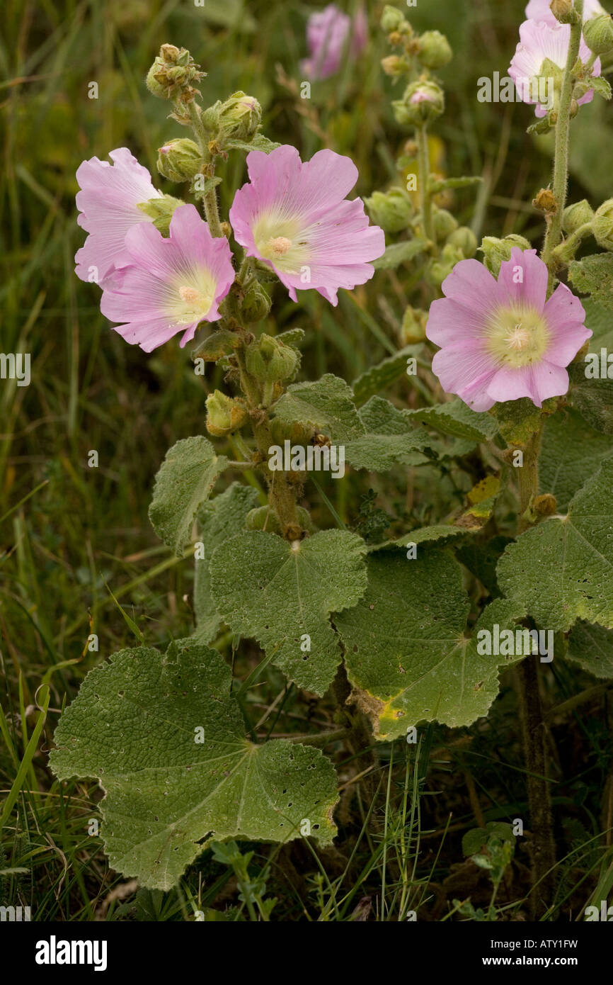 Hollyhock alcea pallida hi-res stock photography and images - Alamy