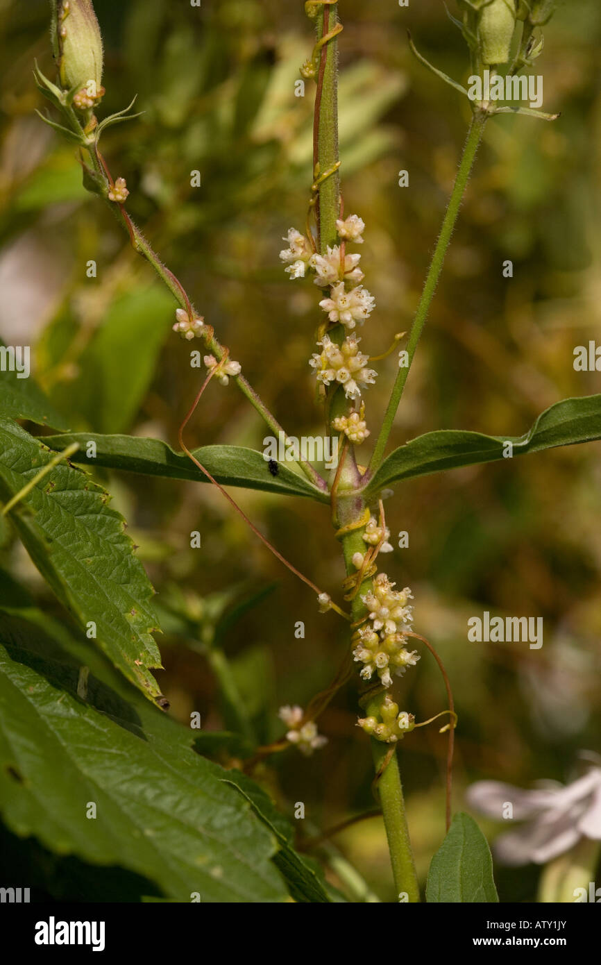 Greater Dodder, Cuscuta europaea, on nettle and soapwort Very rare in ...