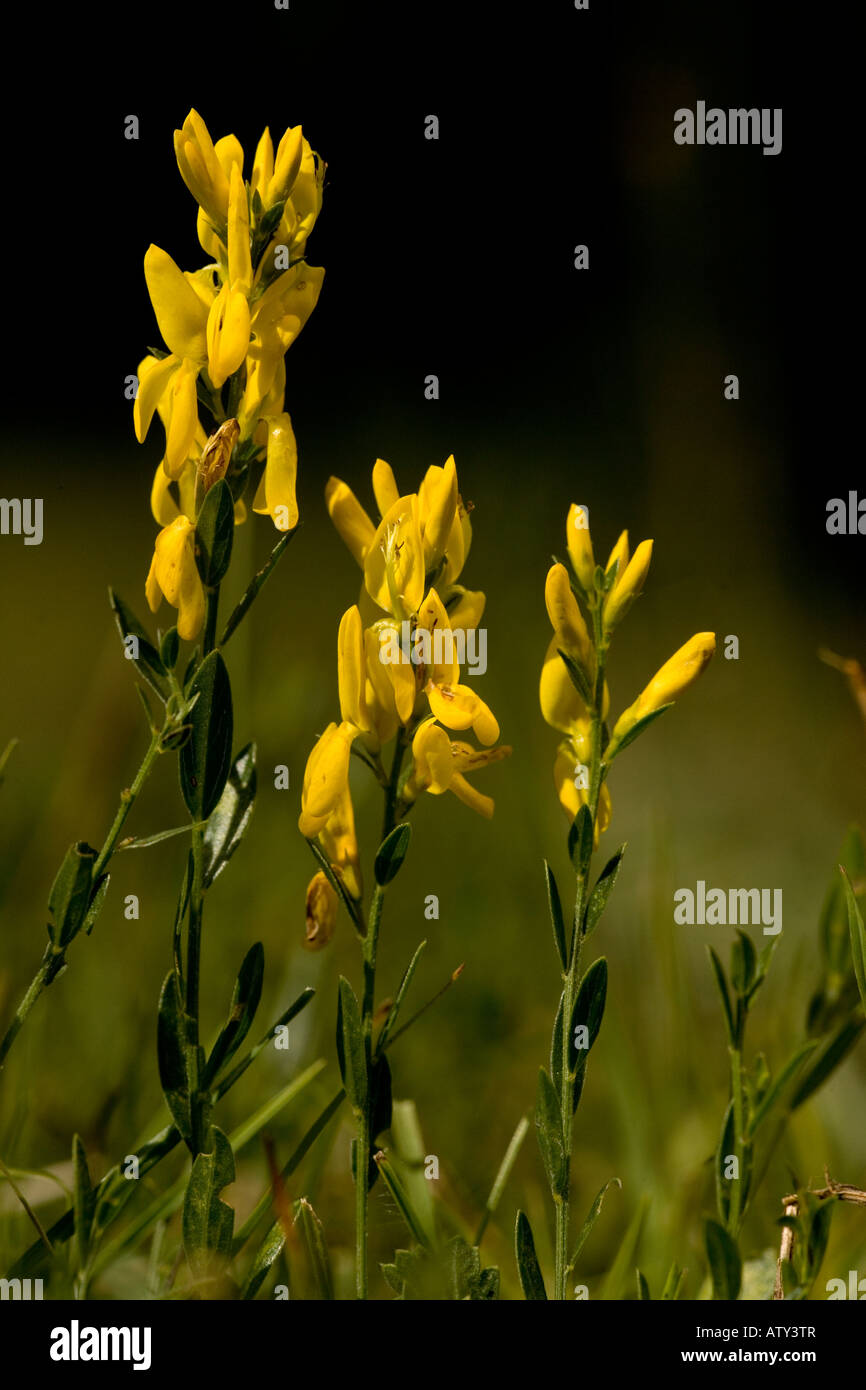Dyer s Greenweed Genista tinctoria Stock Photo - Alamy