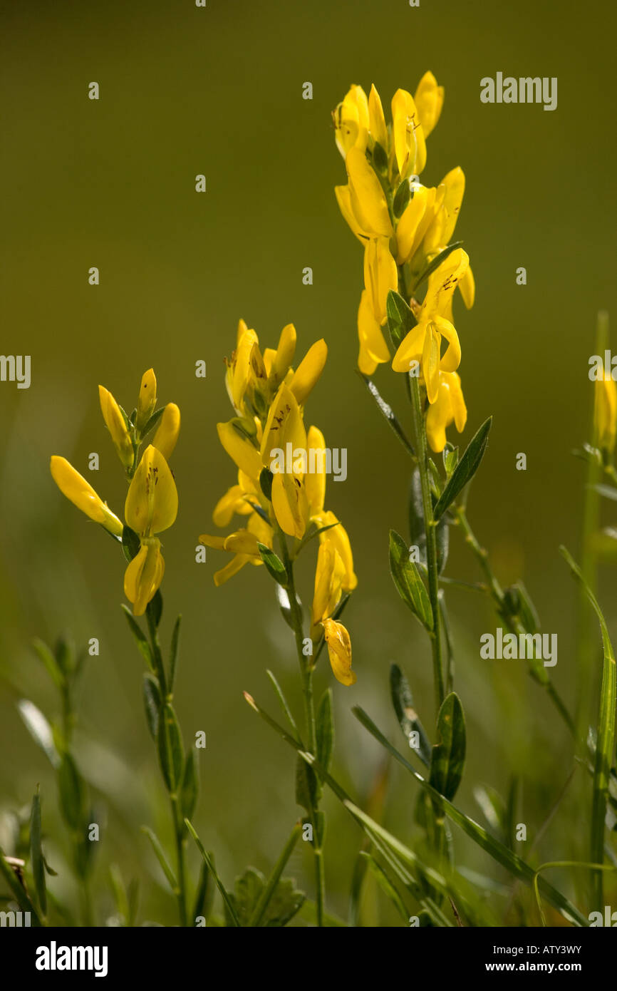 Dyer s Greenweed Genista tinctoria Stock Photo - Alamy