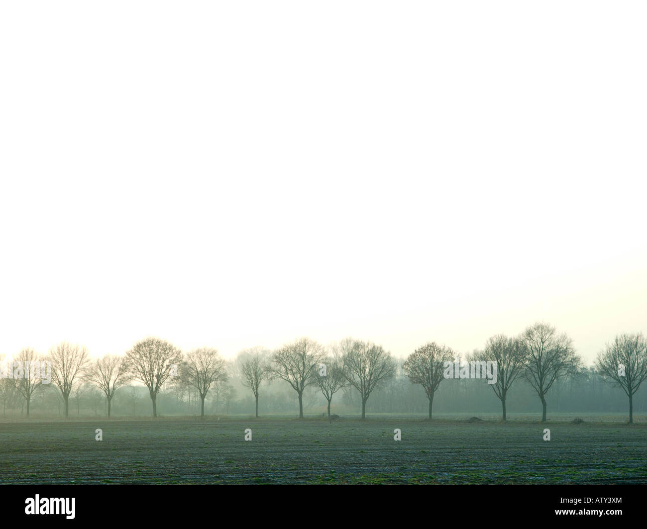 hazy line of trees on the horizon in early morning Stock Photo - Alamy