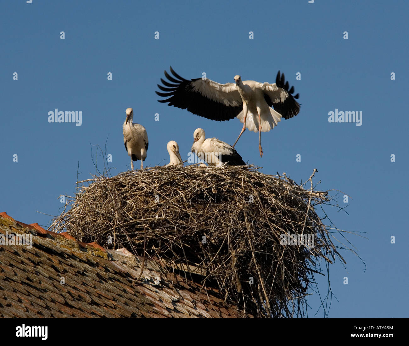 White storks Ciconia ciconia nesting on the roof in the Transylvania ...