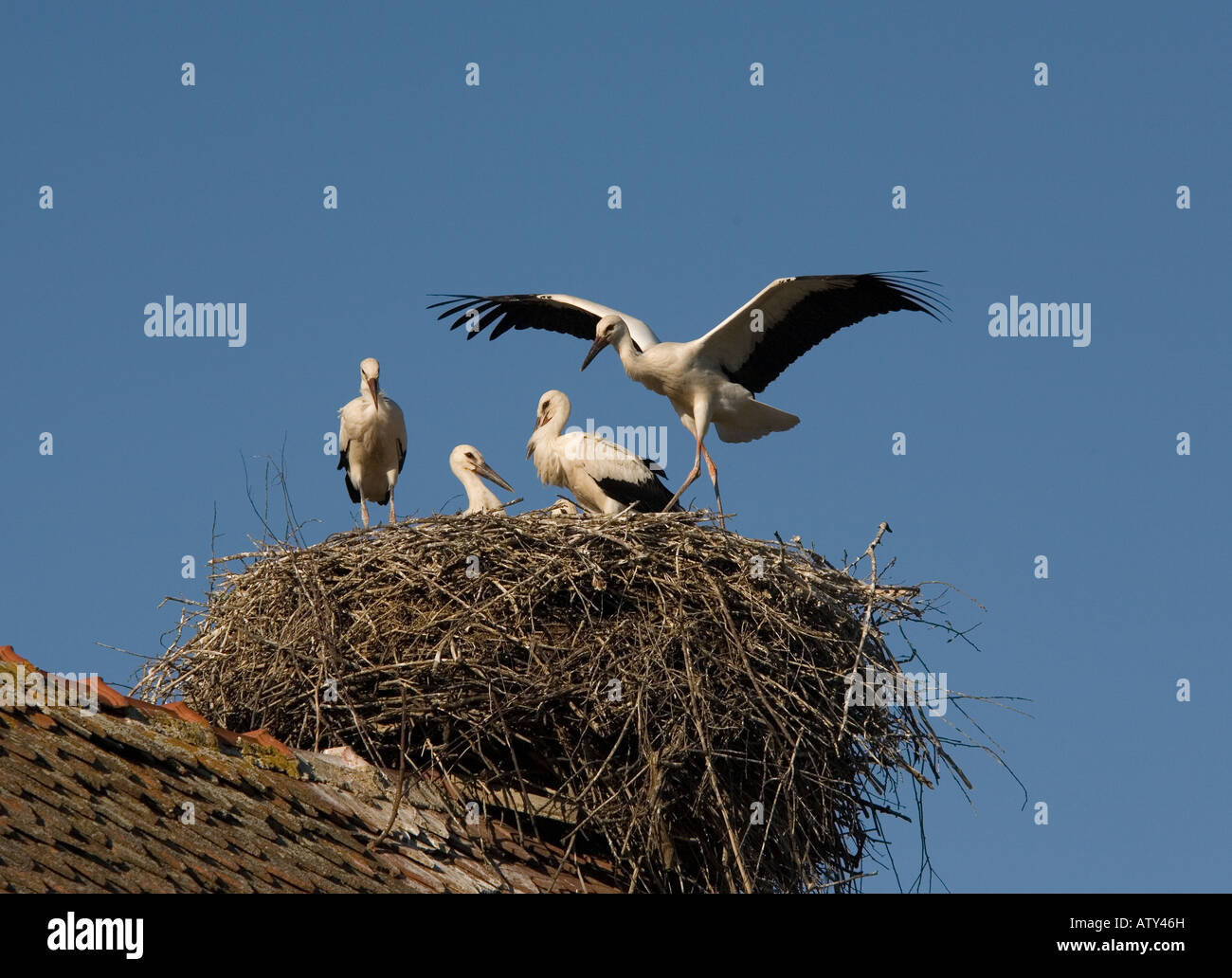 White storks Ciconia ciconia nesting on the roof in the Transylvania ...