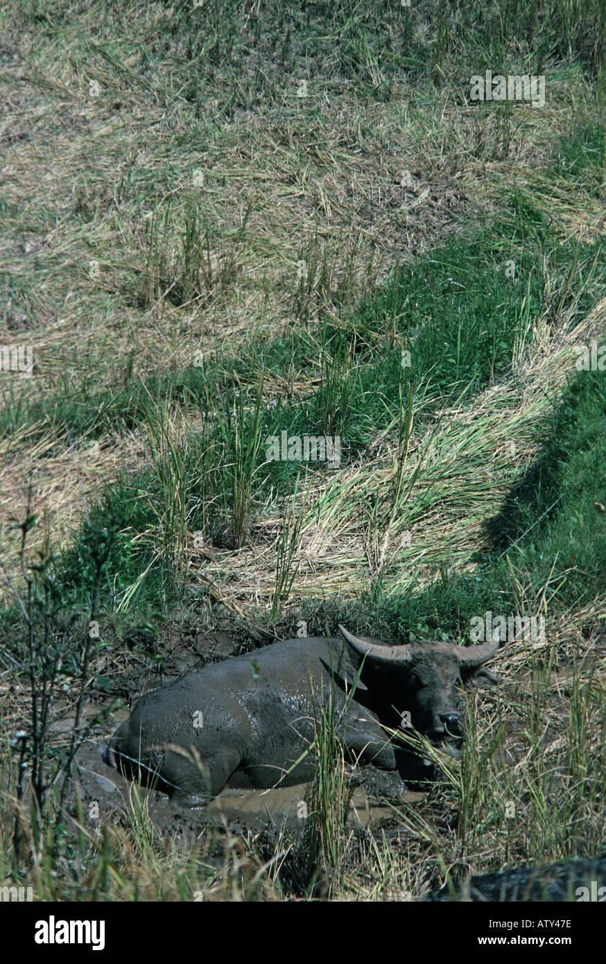 A water buffalo wallows in mud beside a rice field in Central Sulawesi ...