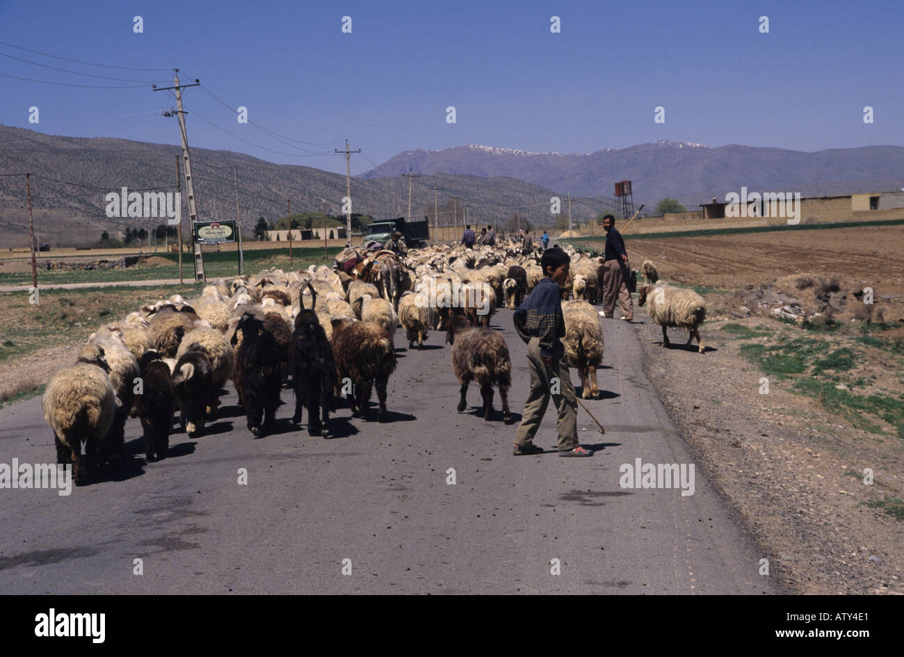 Herd of sheep rural Iran near the site of Pasargadae, ancient capital ...